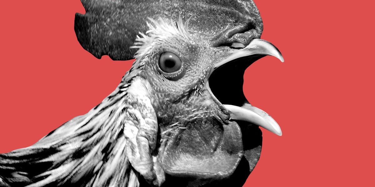 How Smart Are Chickens? They Might Be Self-Aware. - Heatmap News