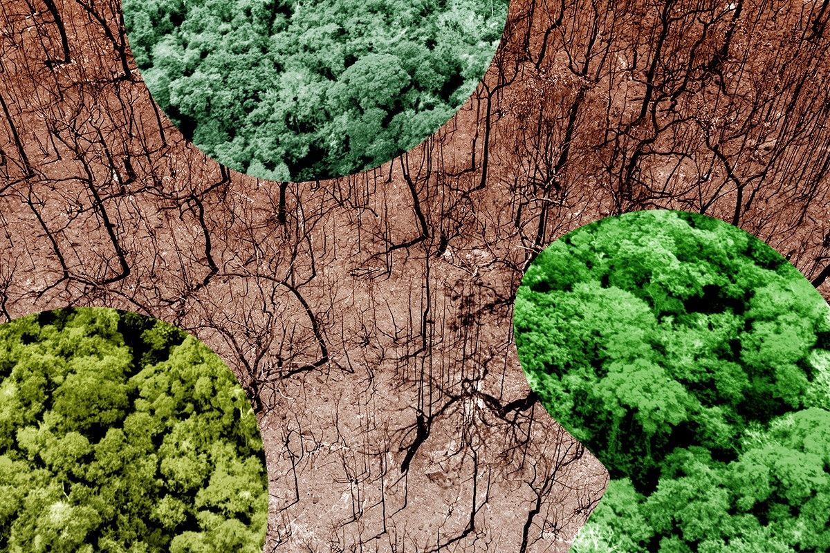 One Way Forest Carbon Credits Might Come in Handy - Heatmap News